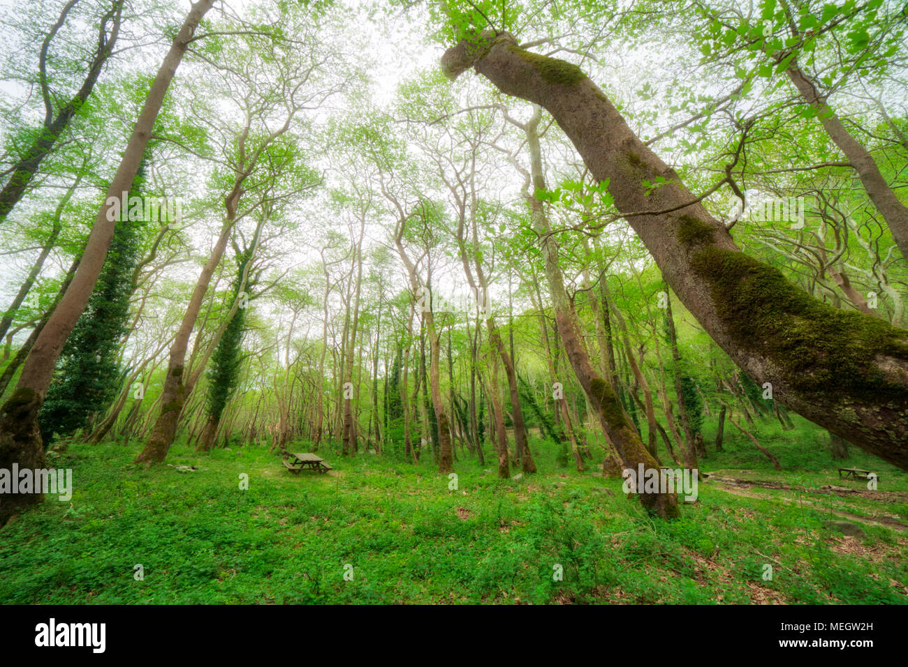 Curved trees hi-res stock photography and images - Alamy