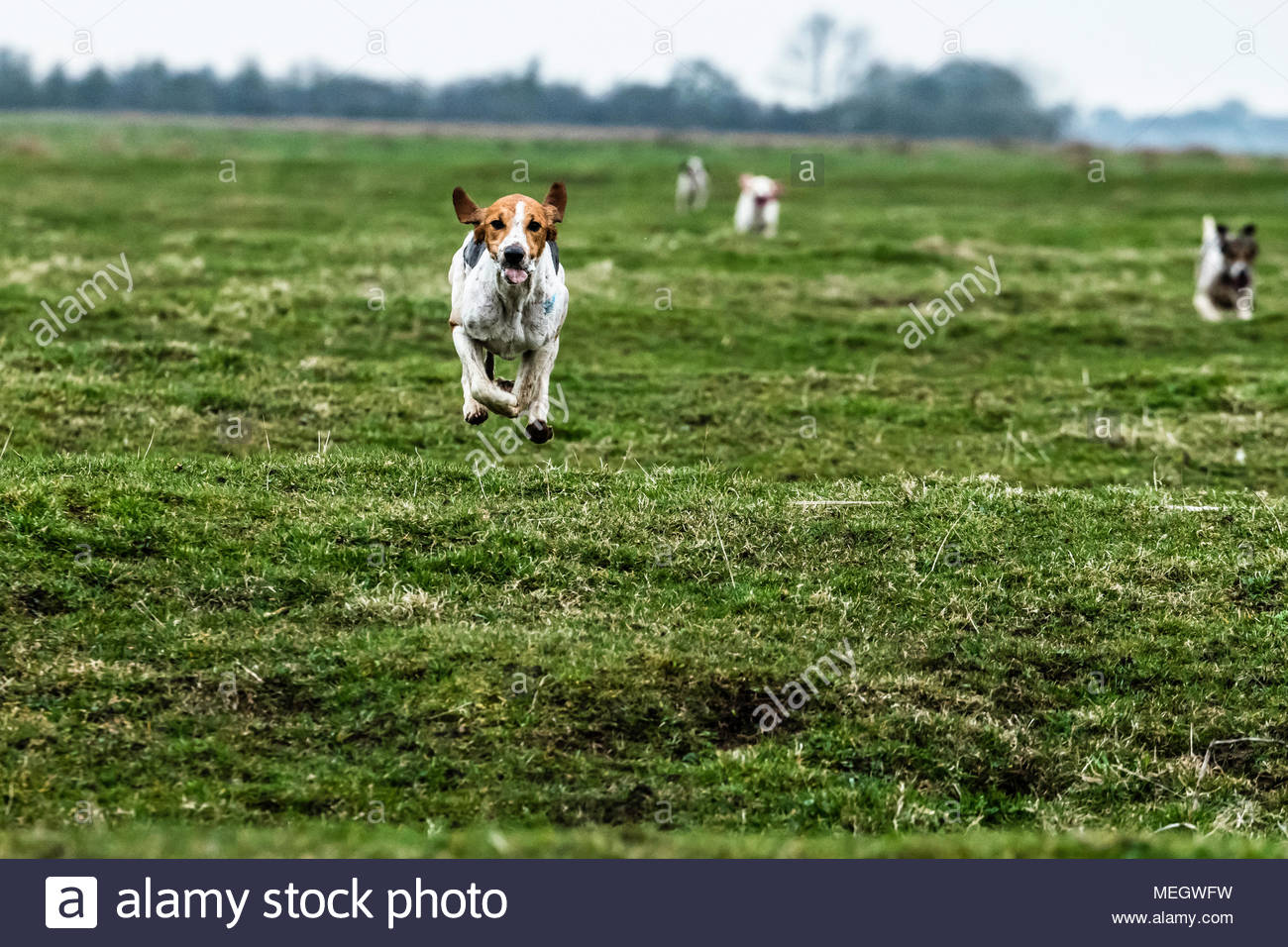 Trail Hound High Resolution Stock Photography and Images - Alamy