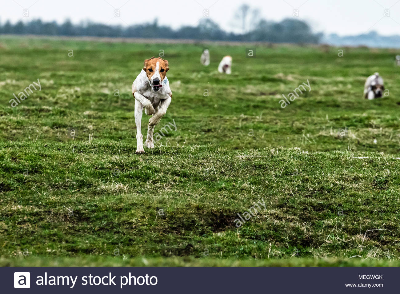 Trail Hound High Resolution Stock Photography and Images - Alamy