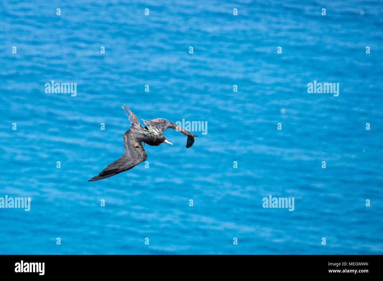 Seychelles- lesser frigatebird (Fregata ariel Stock Photo - Alamy