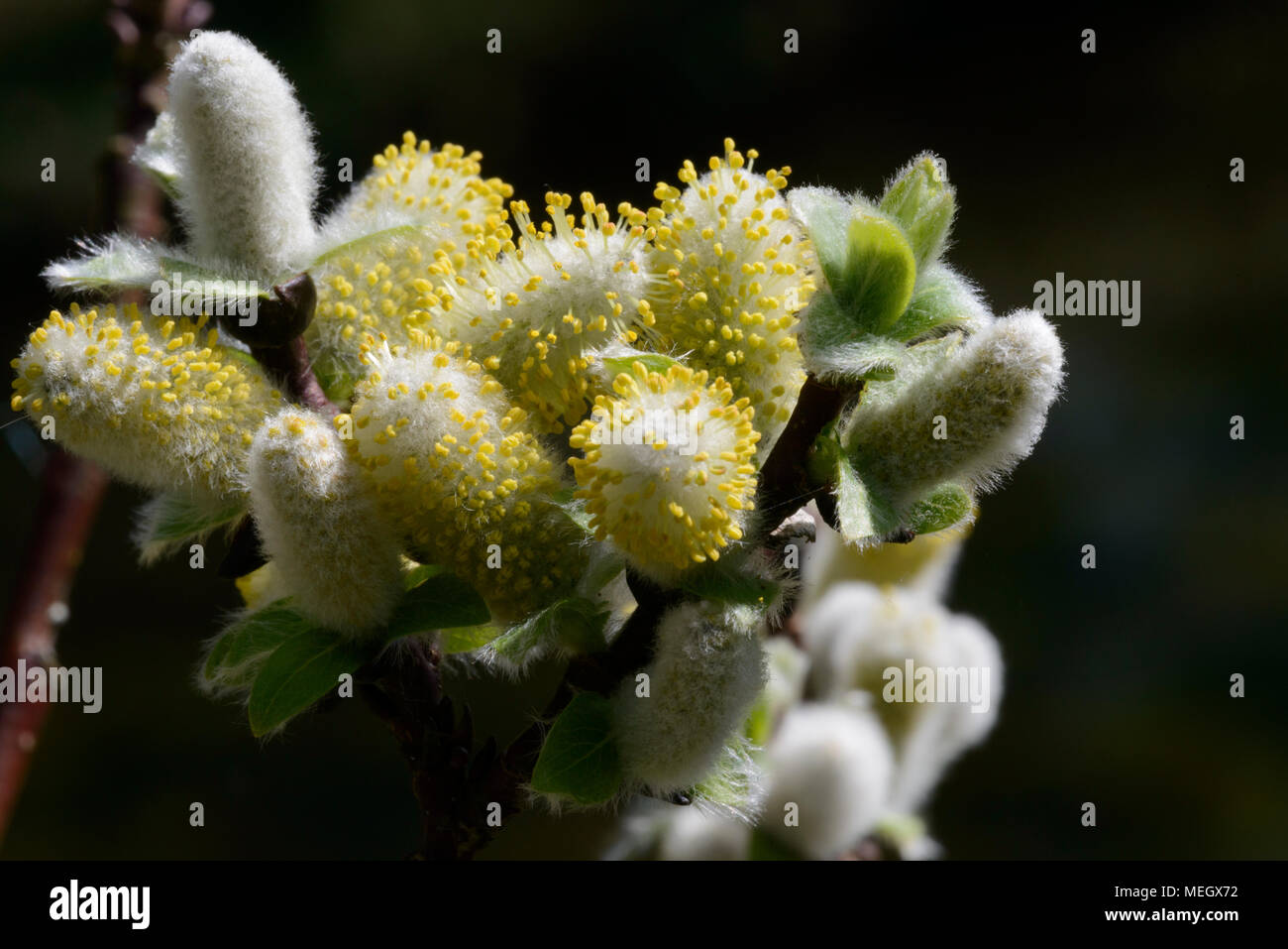 Salix Hastata Wehrhahnii High Resolution Stock Photography and Images ...