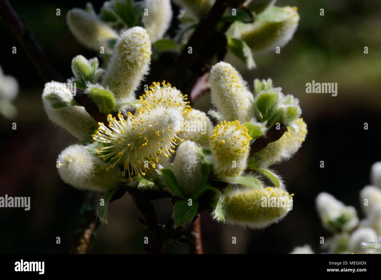 Halberd Willow [Salix hastata Wehrhahnii] catkins in spring Stock Photo ...
