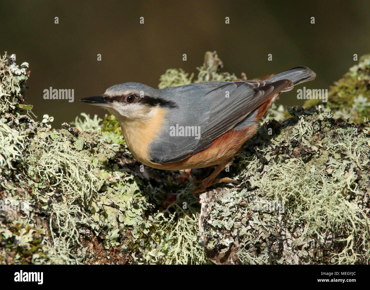 Nuthatch uk close up hi-res stock photography and images - Alamy