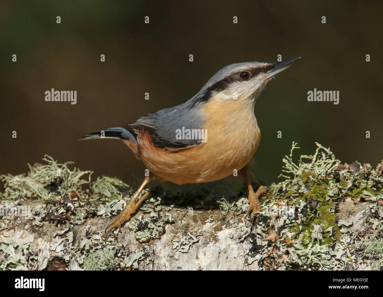 Nuthatch uk close up hi-res stock photography and images - Alamy