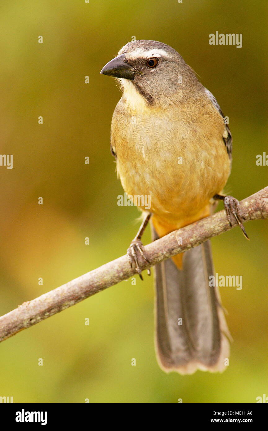 Grayish Saltator (Saltator coerulescens Stock Photo - Alamy