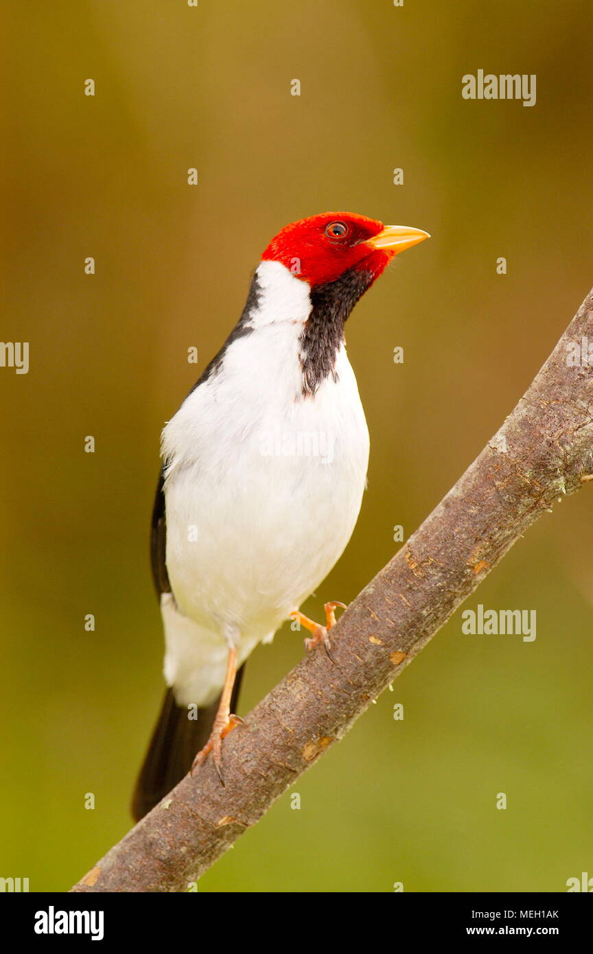 Yellow-billed Cardinal (Paroaria capitata Stock Photo - Alamy