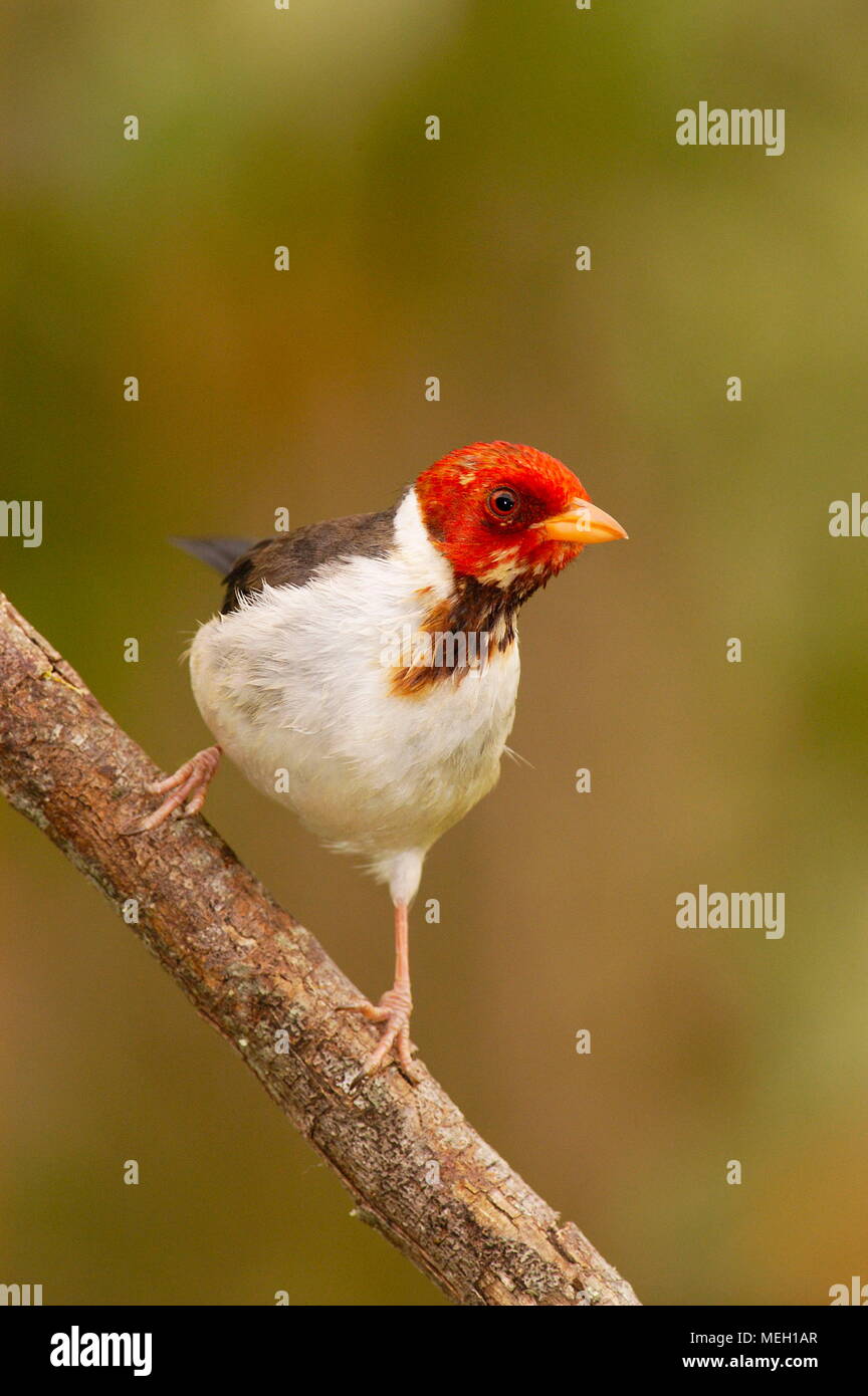 Yellow billed cardinals paroaria capitata hi-res stock photography and ...