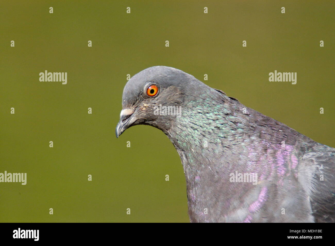 Rock Dove (Columba livia). Buenos Aires. Argentina Stock Photo - Alamy