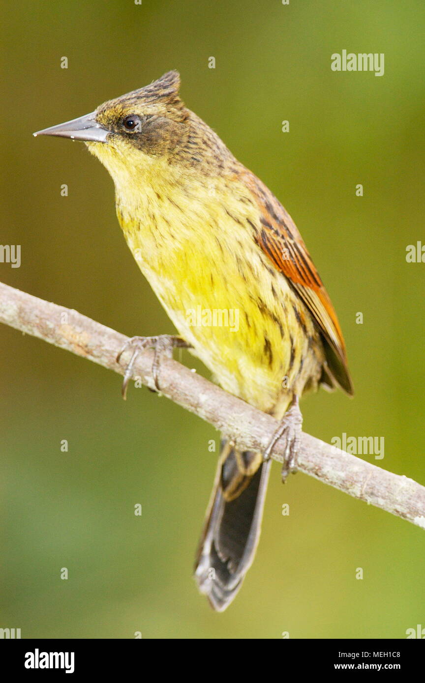 Cyanopus hi-res stock photography and images - Alamy