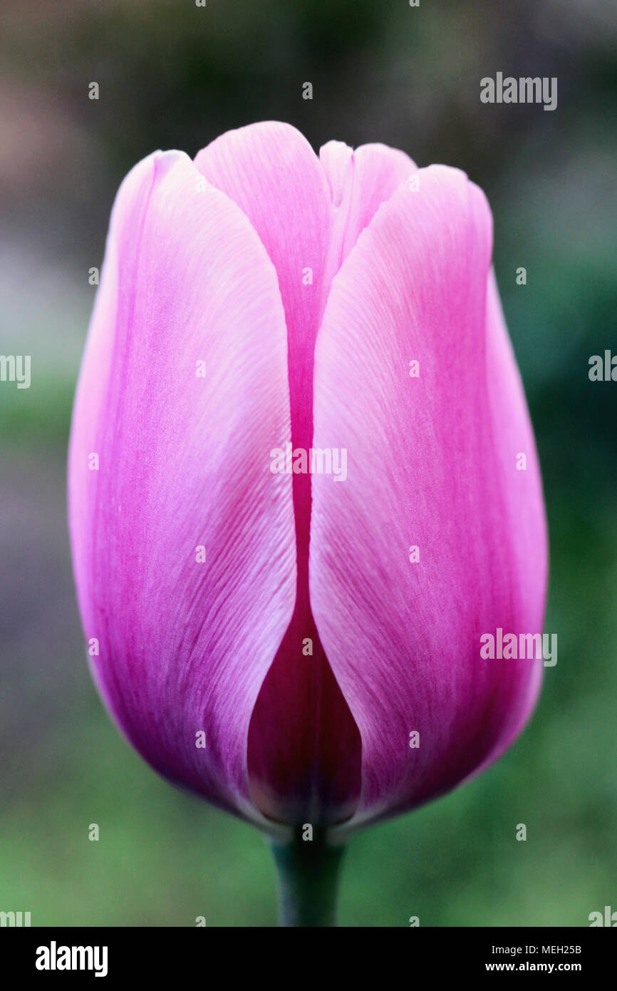 pink tulip. photo Stock Photo - Alamy