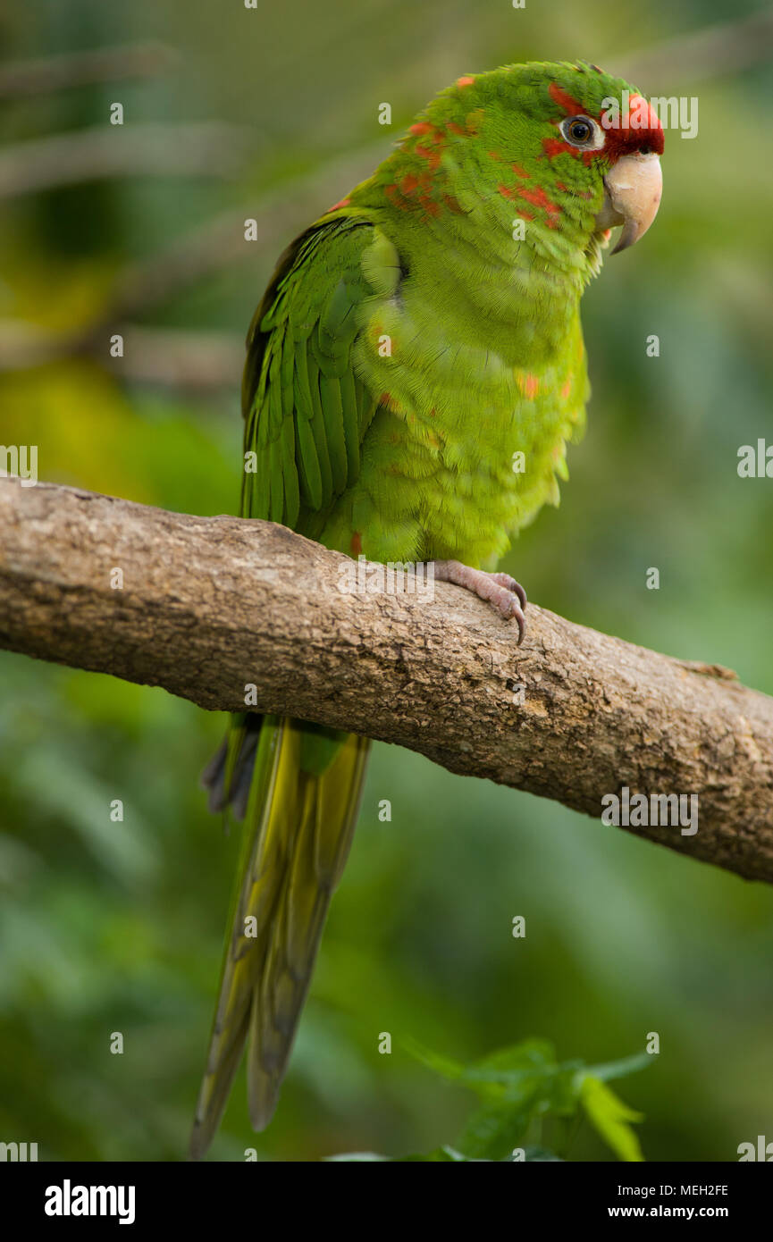 Colorful Green Parrot on a branch Stock Photo - Alamy