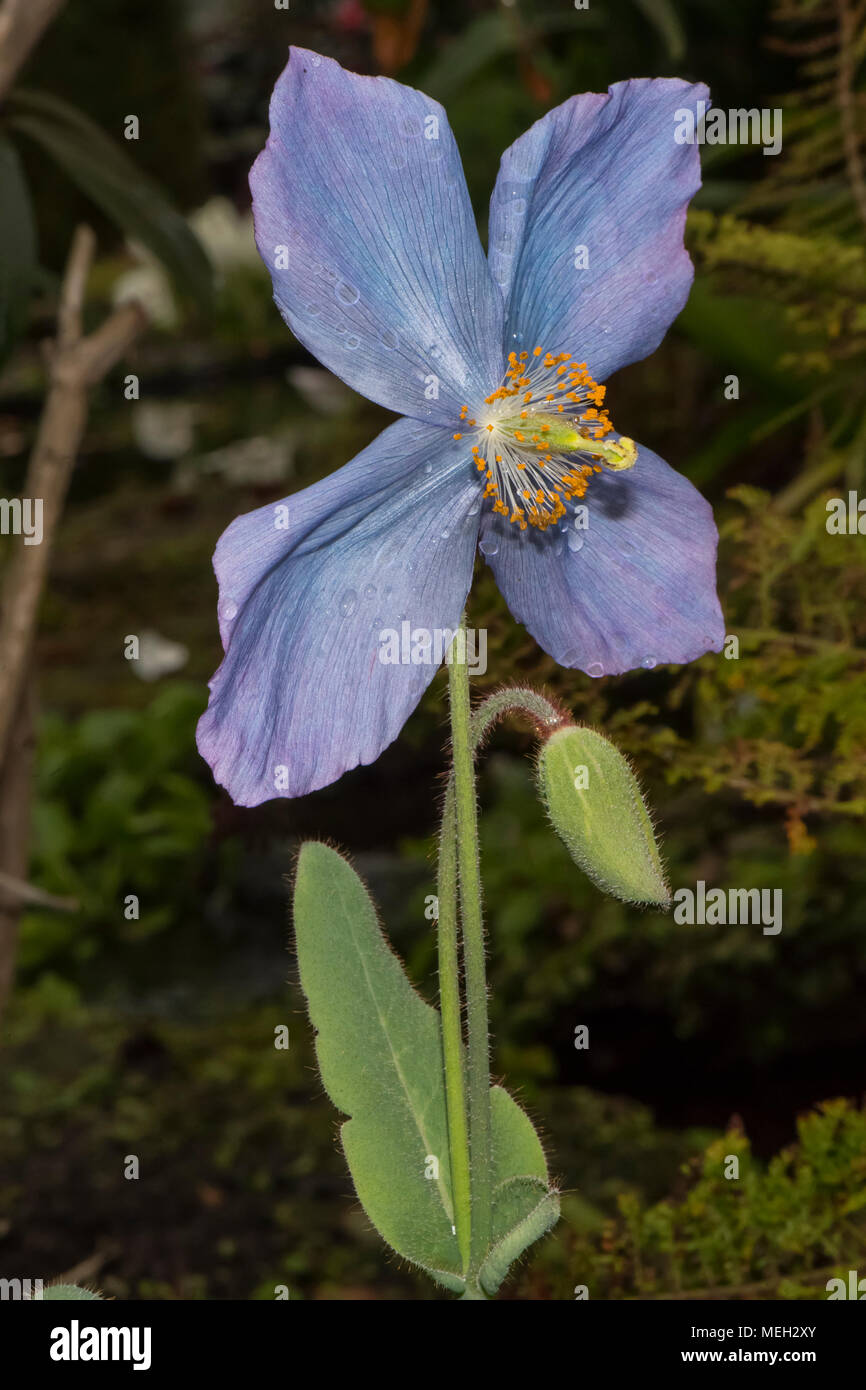 Himalayan flora and fauna hi-res stock photography and images - Alamy