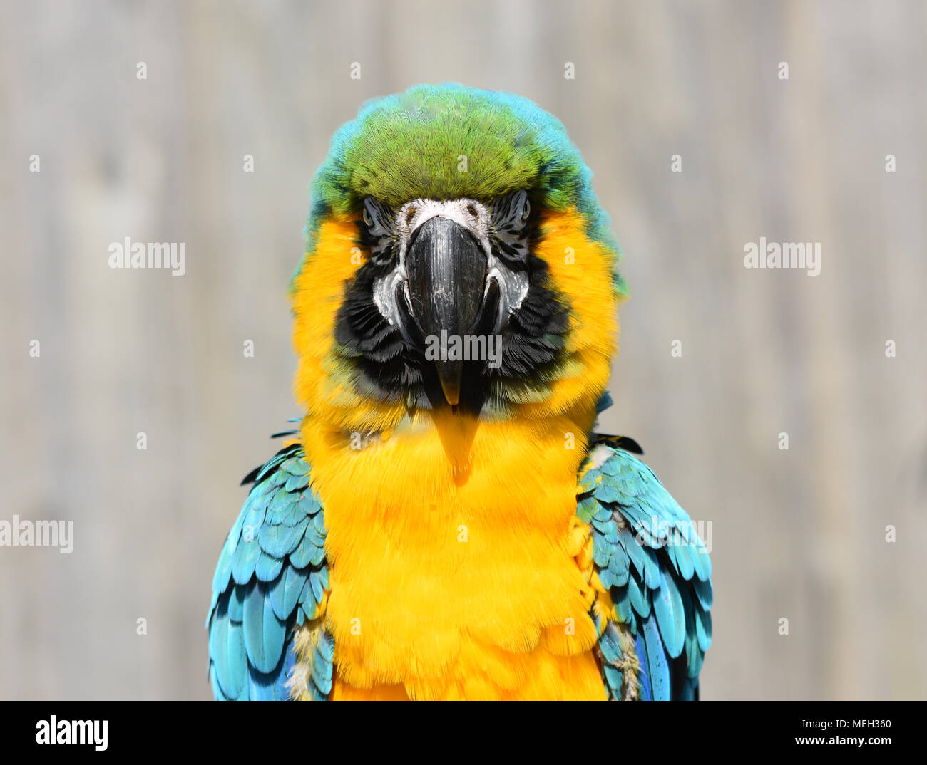 Turquoise parrot hi-res stock photography and images - Alamy
