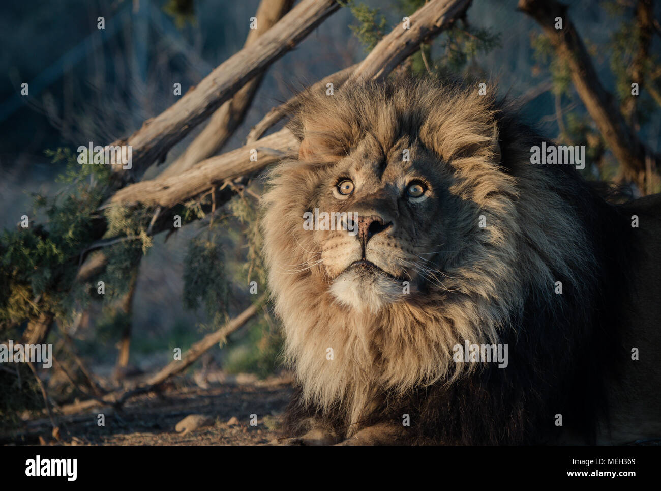 Natural lighting portrait of an African Lion Stock Photo - Alamy
