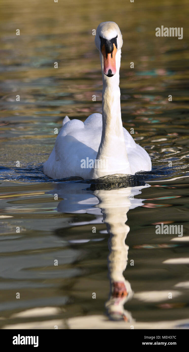 Swan with reflection Stock Photo - Alamy