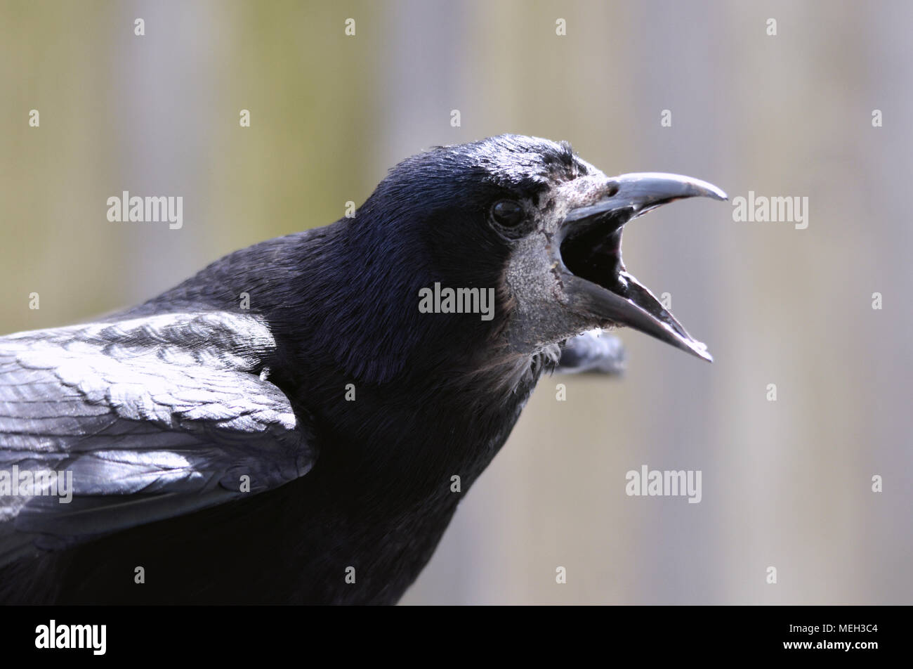Detailed crow hi-res stock photography and images - Alamy