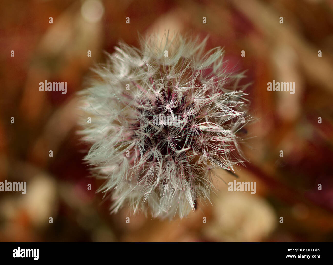 Floating seeds hi-res stock photography and images - Alamy