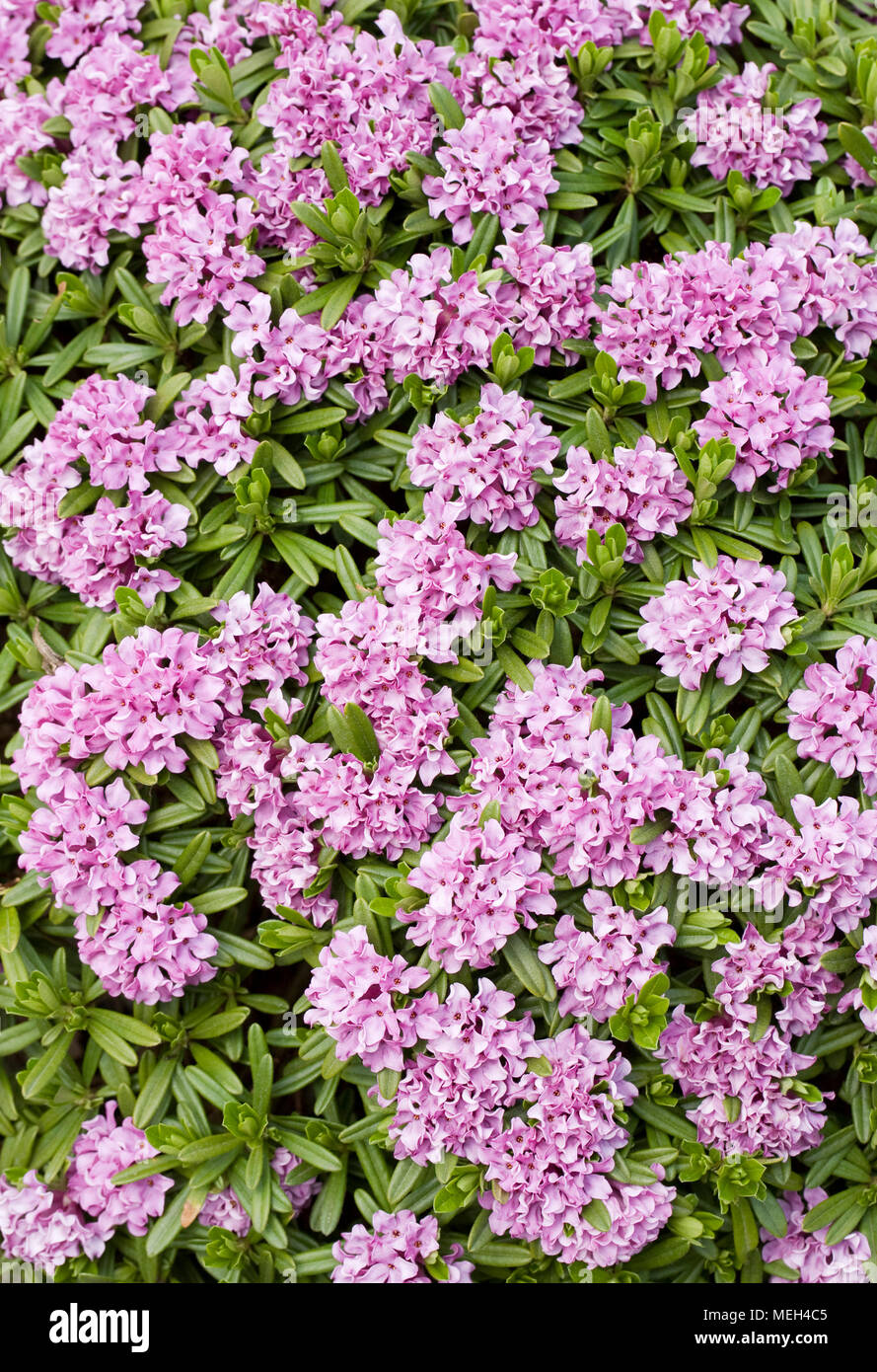 Daphne x susannae 'Tichborne' growing in a rock garden Stock Photo - Alamy