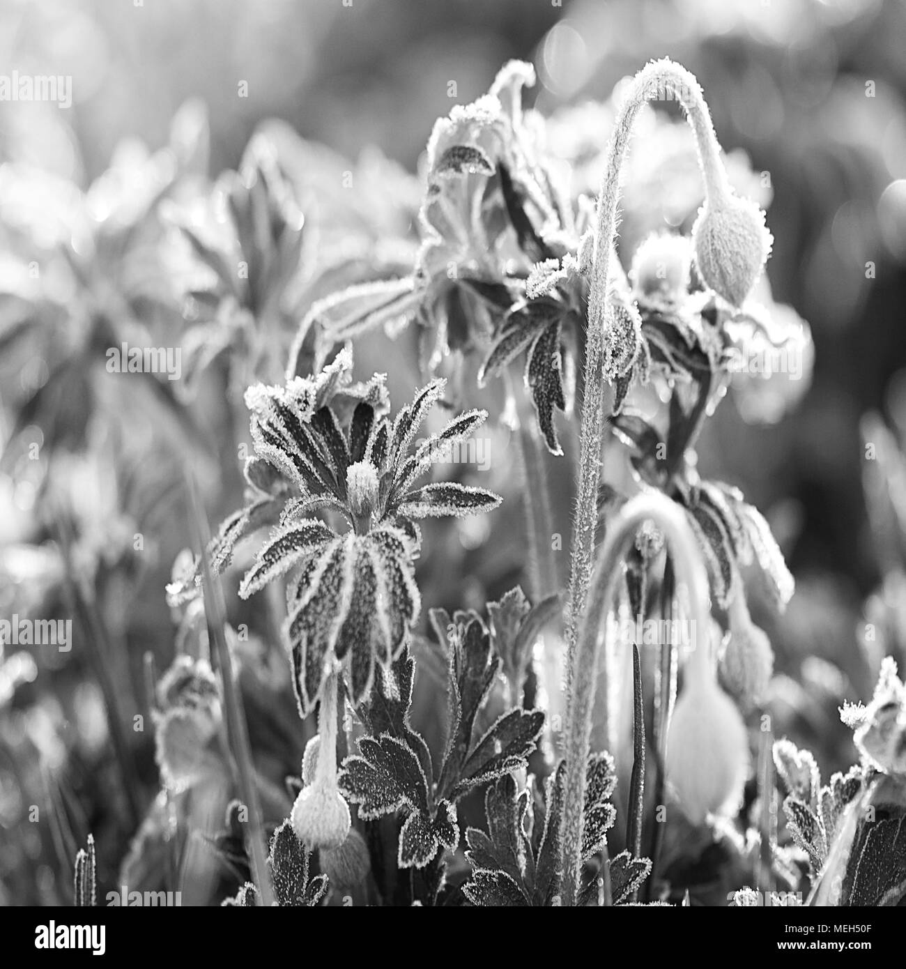 Frozen flower frost Black and White Stock Photos & Images - Alamy