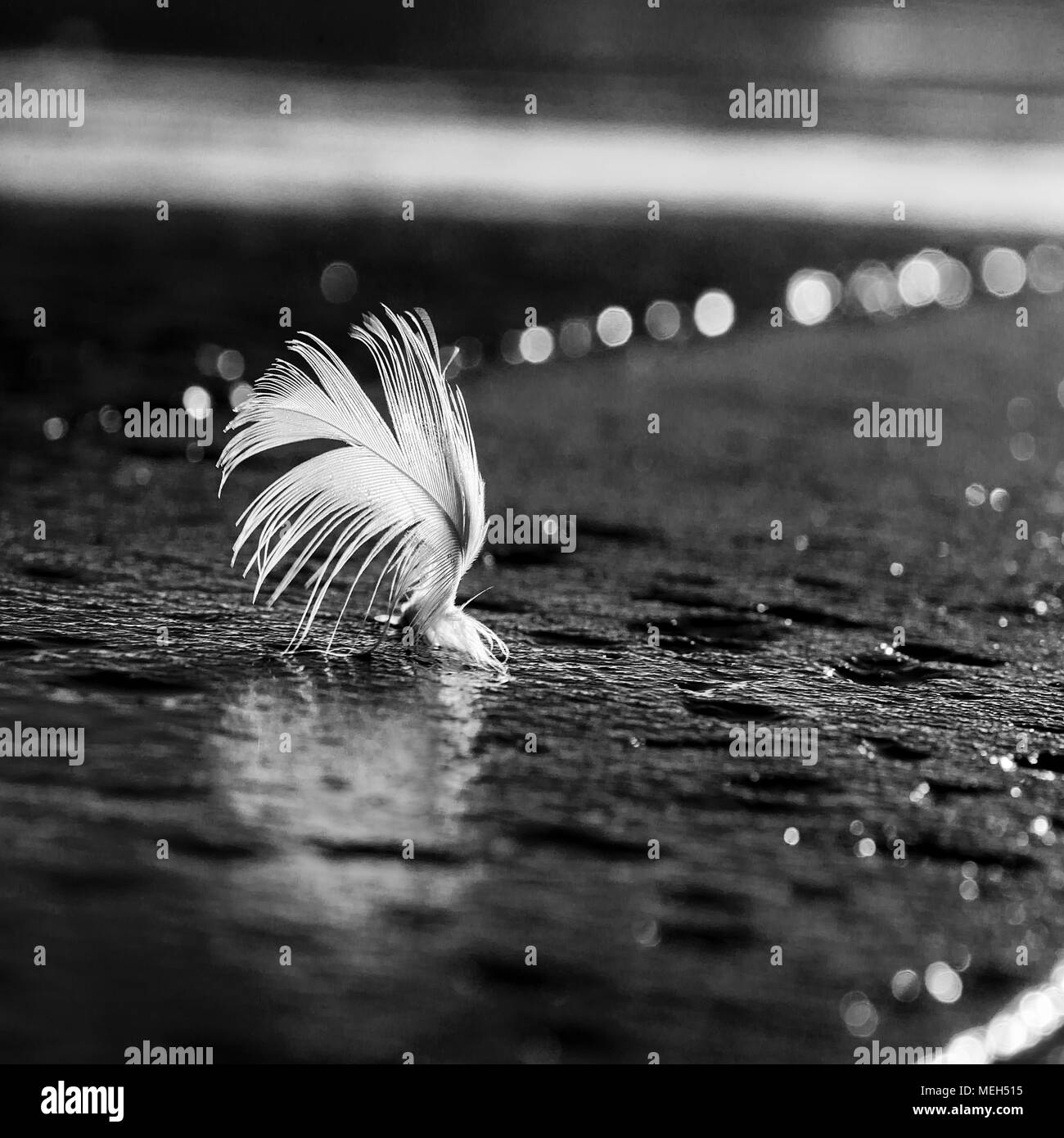 Windy feather Black and White Stock Photos & Images - Alamy