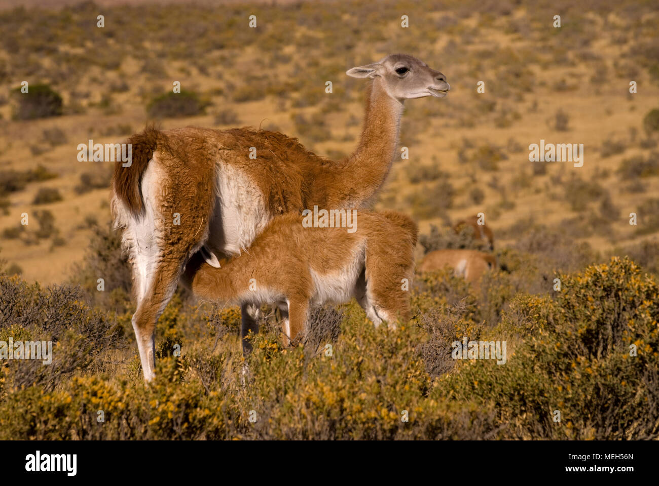 Baby Guanaco Suckling (Lama Guanicoe) in Patagonia Stock Photo - Alamy