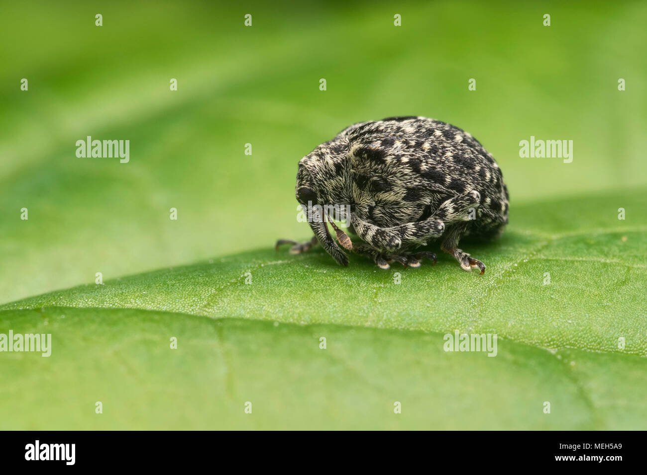 Figwort weevil hi-res stock photography and images - Alamy
