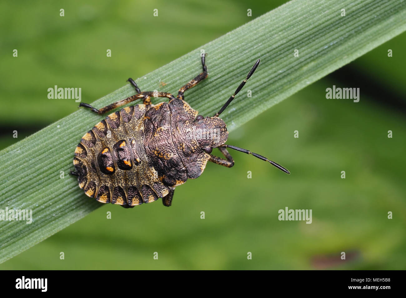 Red legged shieldbug nymph hi-res stock photography and images - Alamy
