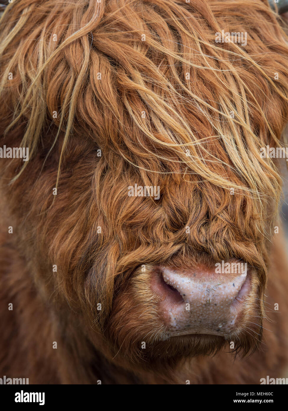 Close up highland cattle face hi-res stock photography and images - Alamy