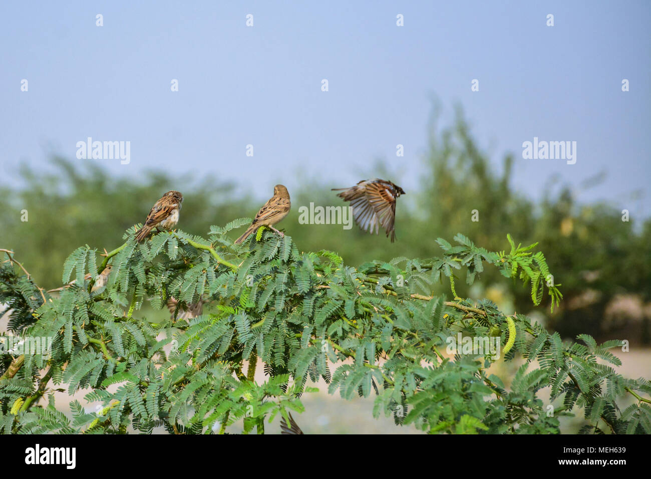 Jeddah season hi-res stock photography and images - Alamy
