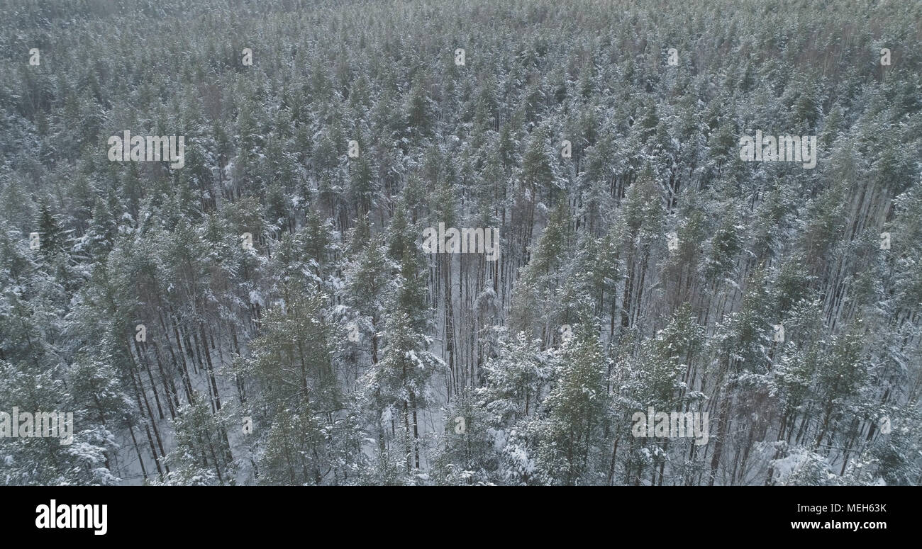 Aerial photo birch forest hi-res stock photography and images - Alamy