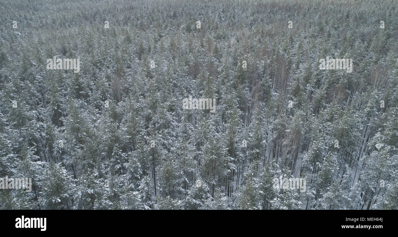 Aerial fly over frozen mixeb forest with pine and birch trees, wide ...