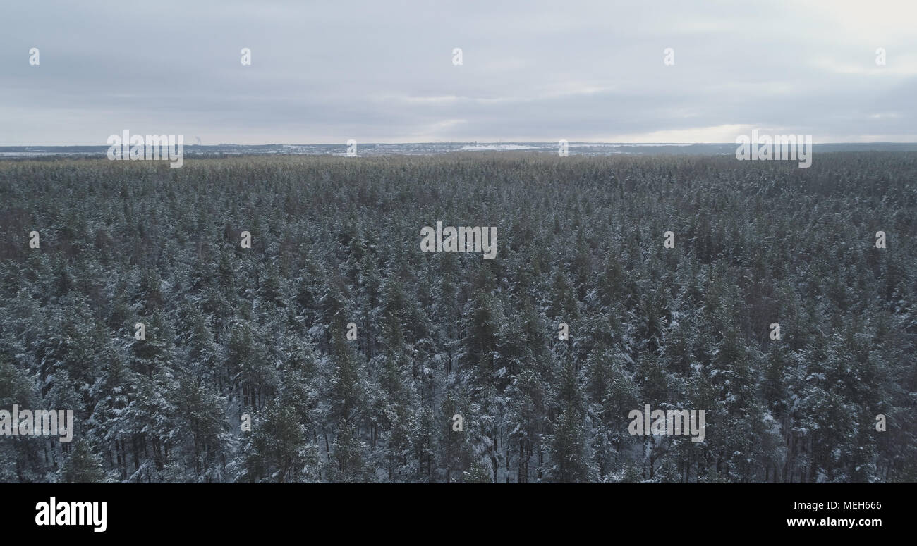 Aerial photo birch forest hi-res stock photography and images - Alamy