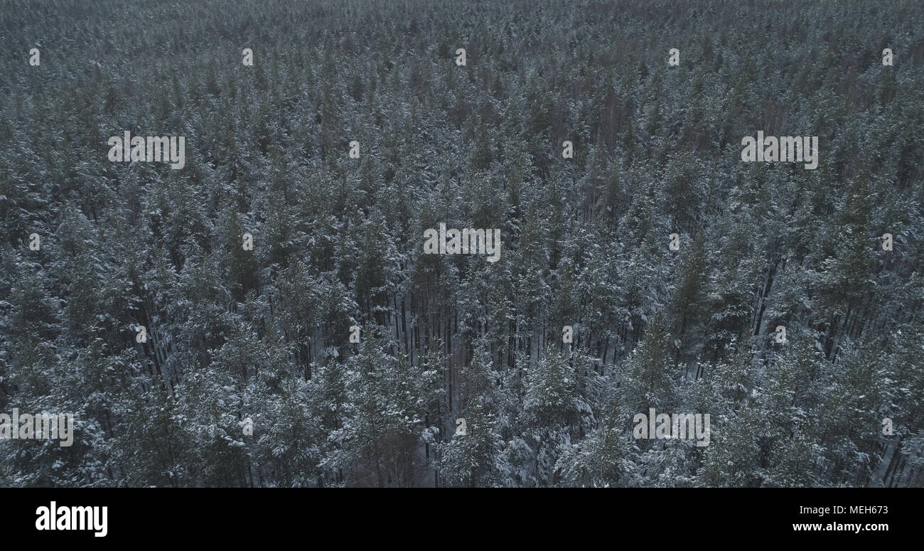 Aerial photo birch forest hi-res stock photography and images - Alamy