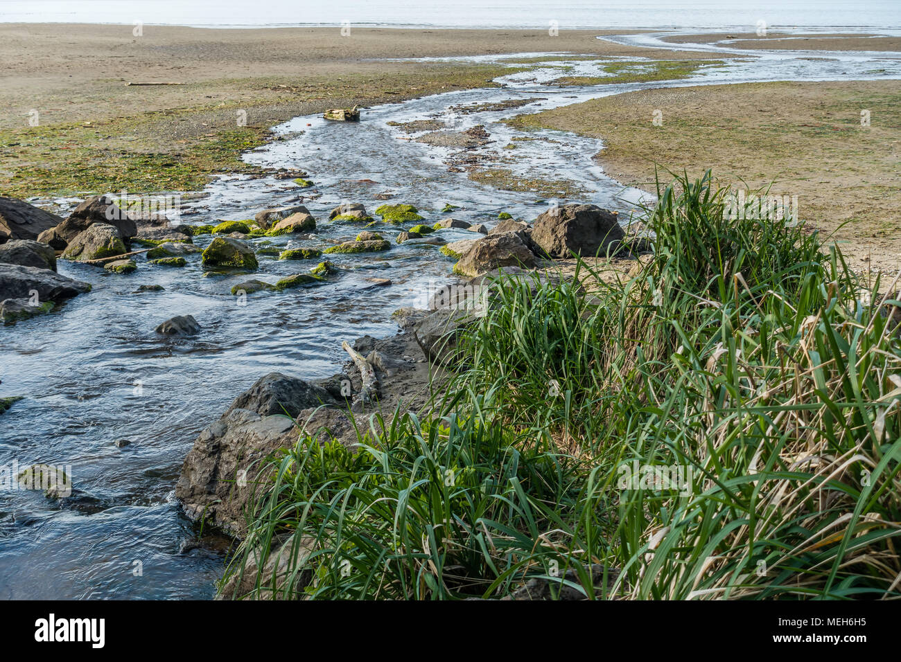 A stream flows across the shoreline and into the Puget Sound at Dash ...