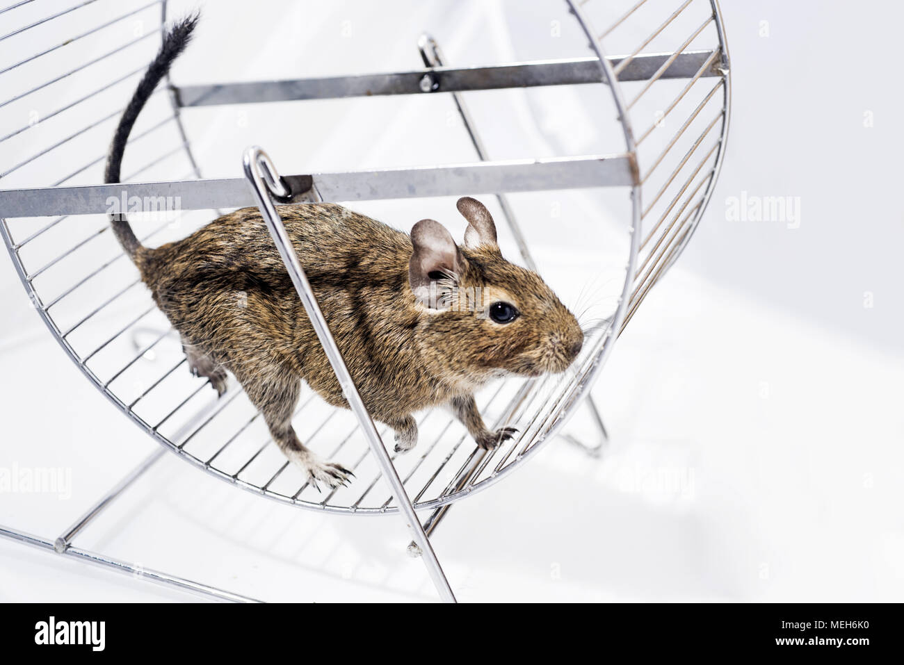 Small Australian home pet Degu. Isolated on white background Stock ...