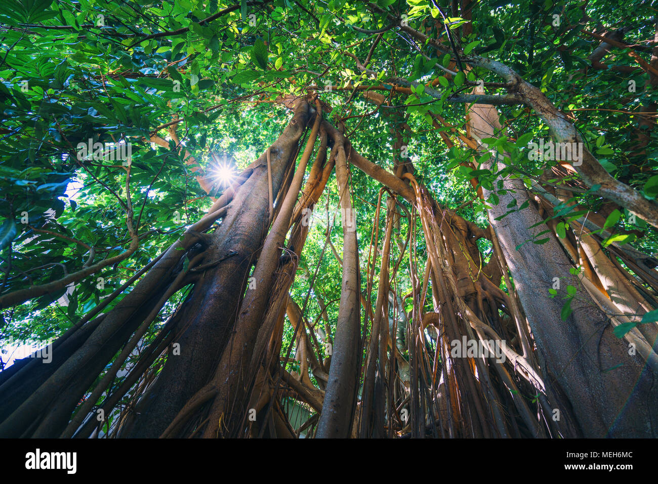 Sunlight rays jungle hi-res stock photography and images - Alamy
