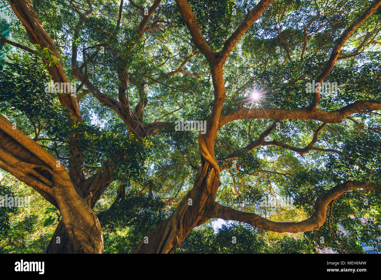 Sun rays light shines through trees and branches of jungle forest ...