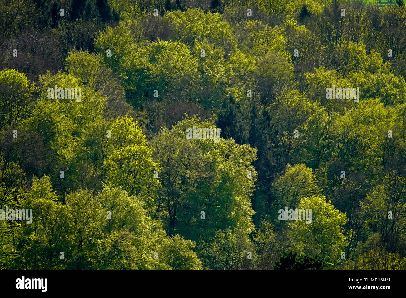 Elevated view of green tree canopy, Baden Württemberg, Germany Stock ...