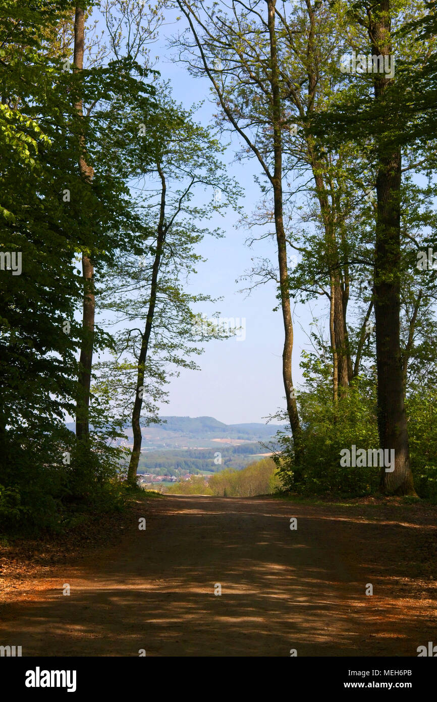 Beech forest in spring germany hi-res stock photography and images - Alamy