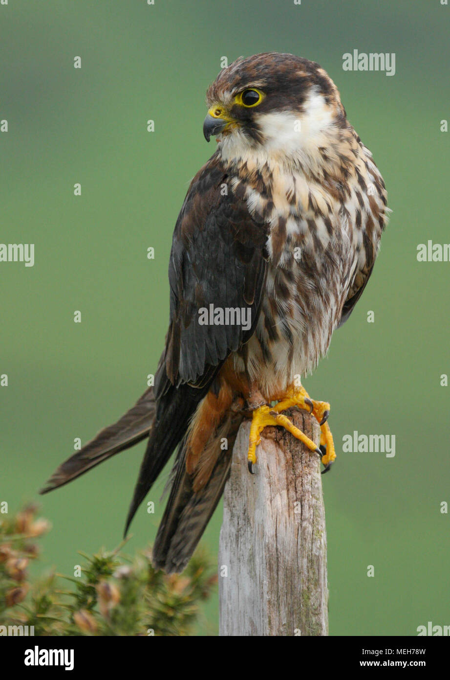 Hobby (falco subbuteo) perched on a post in the Welsh countryside UK ...