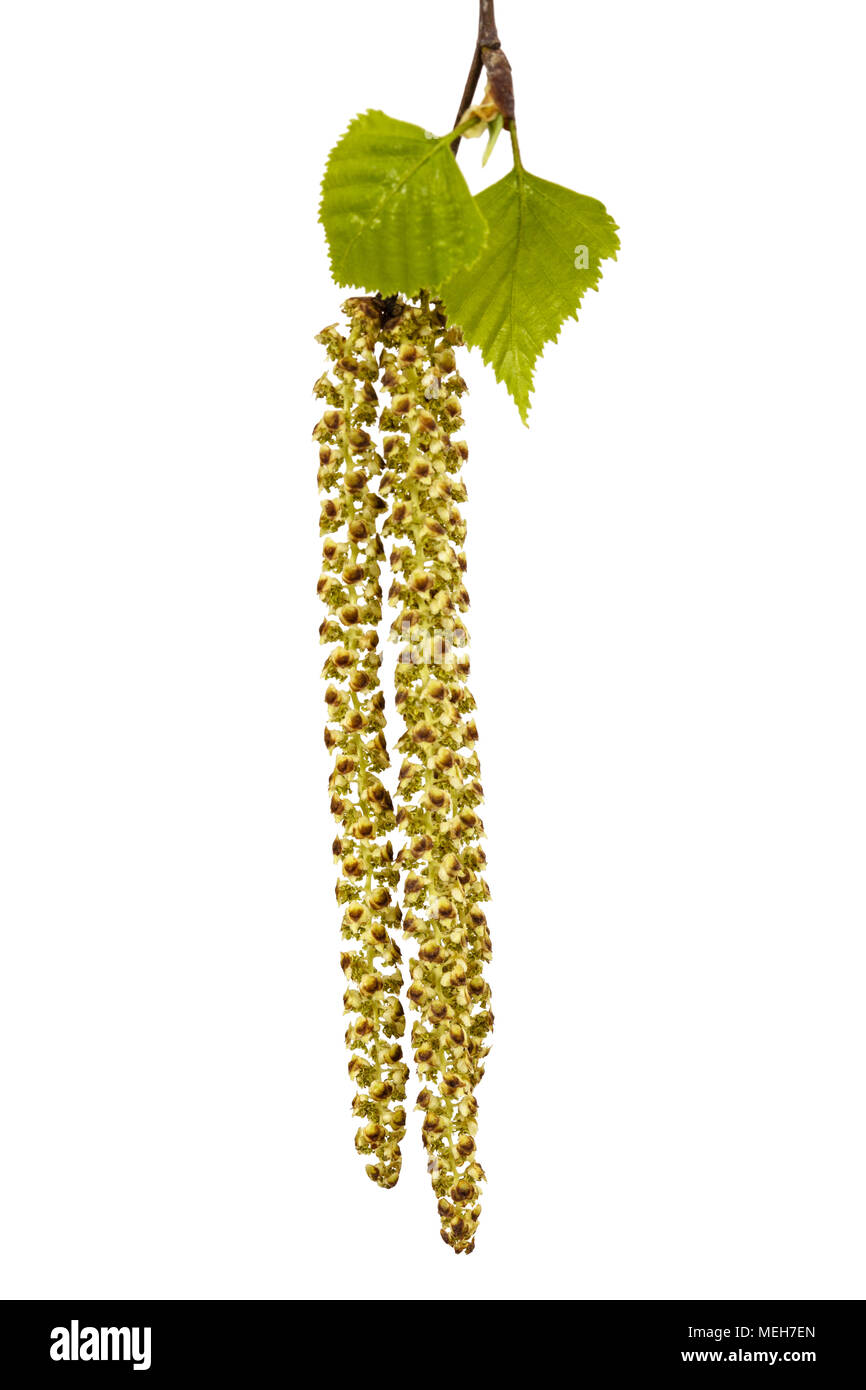 Twig of a birch tree Cut Out Stock Images & Pictures - Alamy