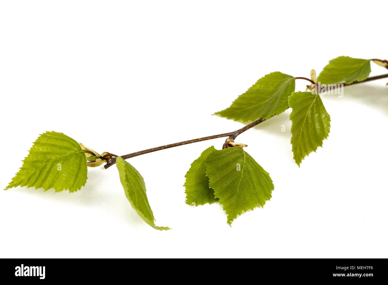 Birch branch isolated on a white background Stock Photo - Alamy
