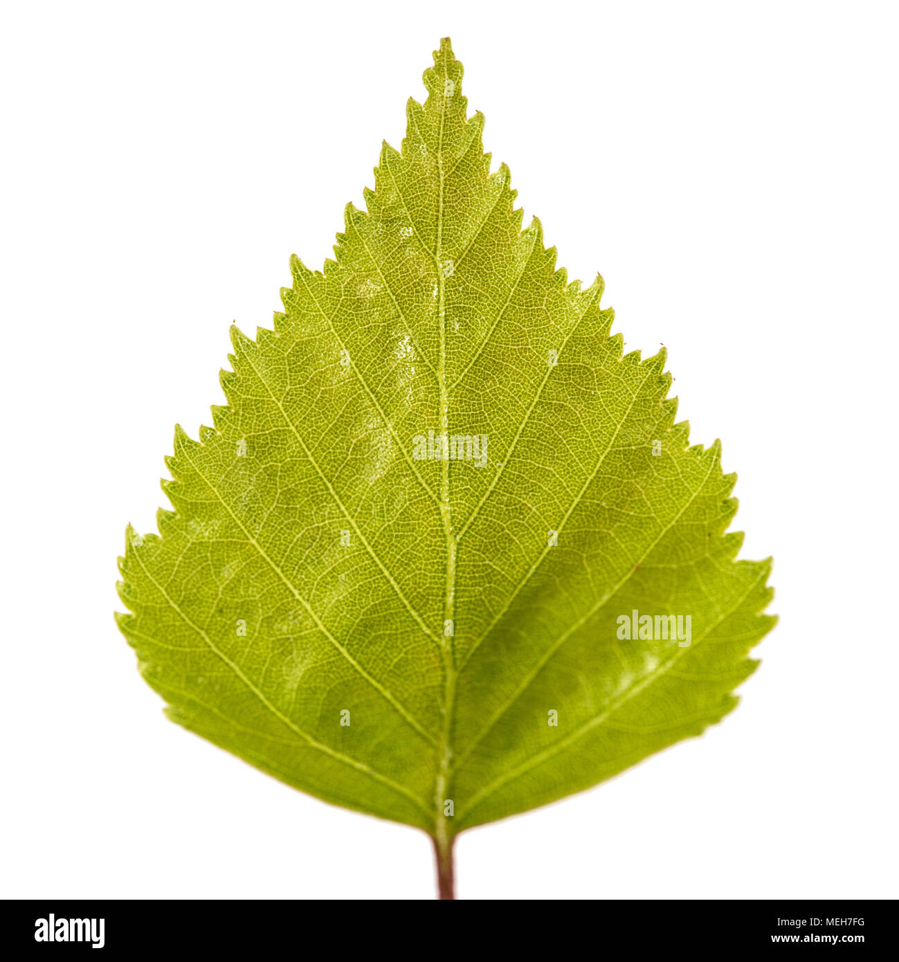 Birch leaf isolated on a white background Stock Photo - Alamy
