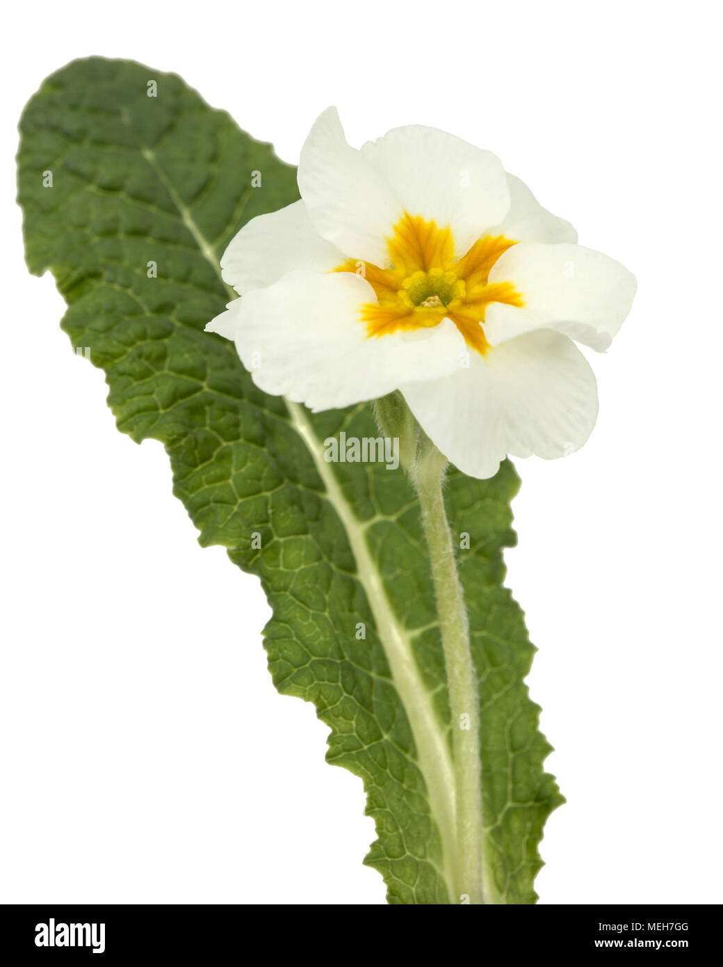 Flower of primrose close-ip, isolated on white background Stock Photo ...
