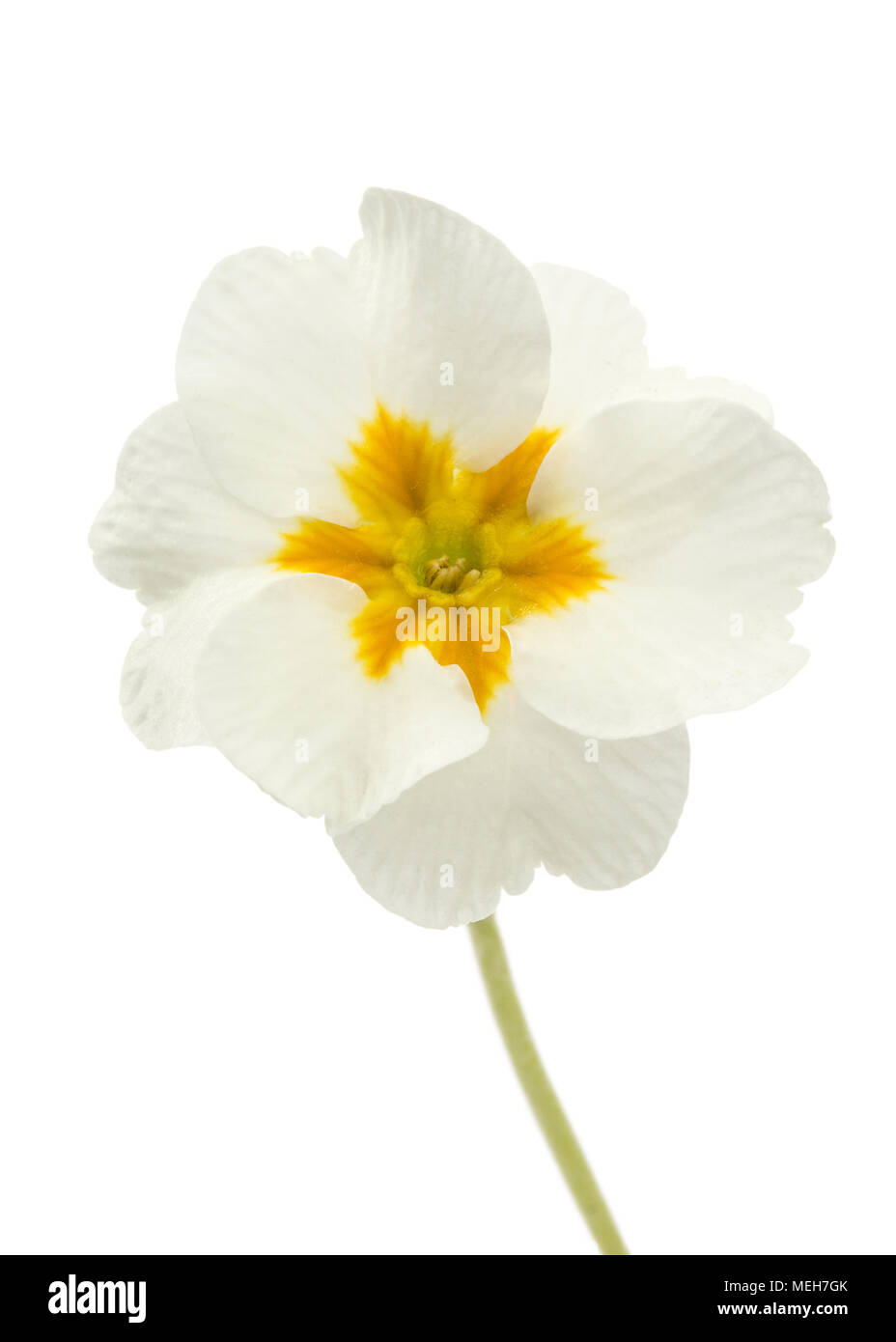 Flower of primrose close-up, isolated on white background Stock Photo ...