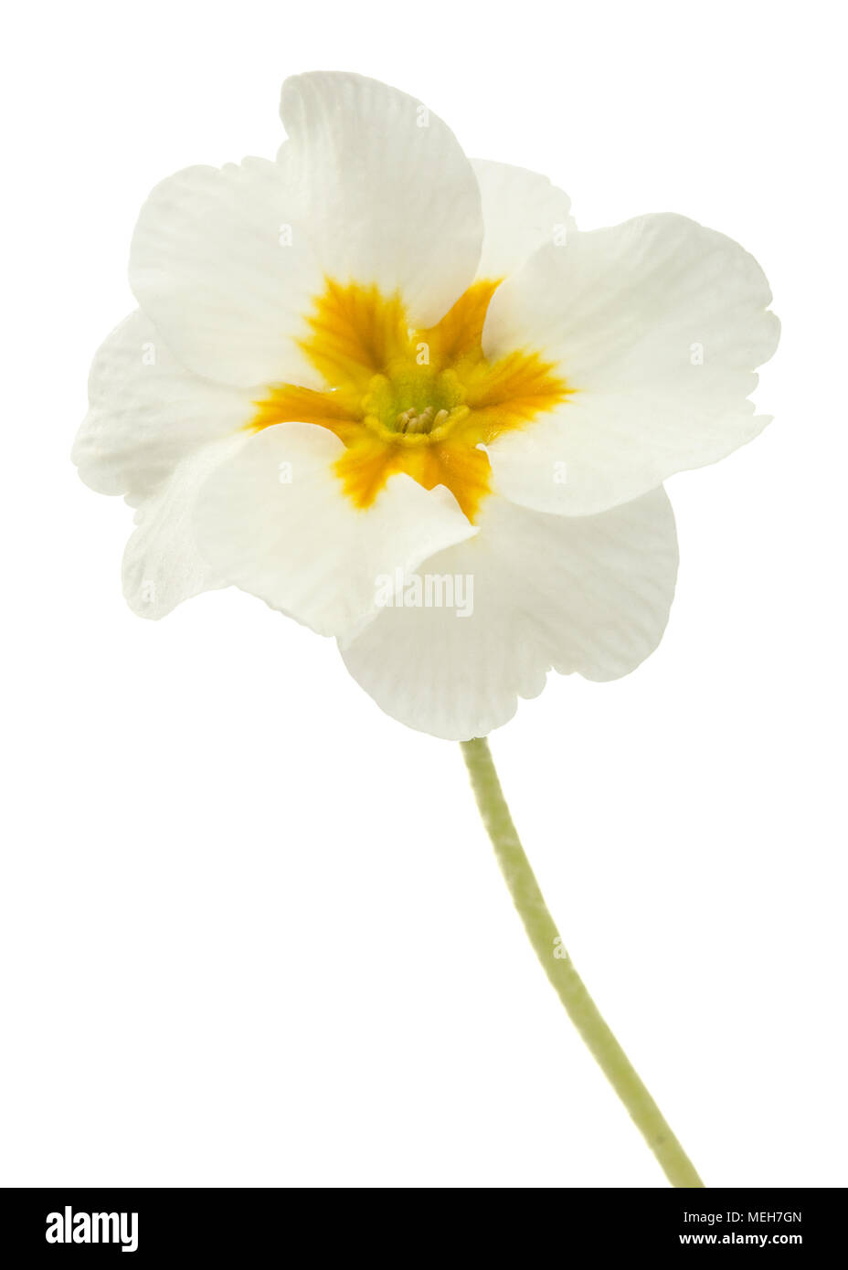 Flower of primrose close-up, isolated on white background Stock Photo ...