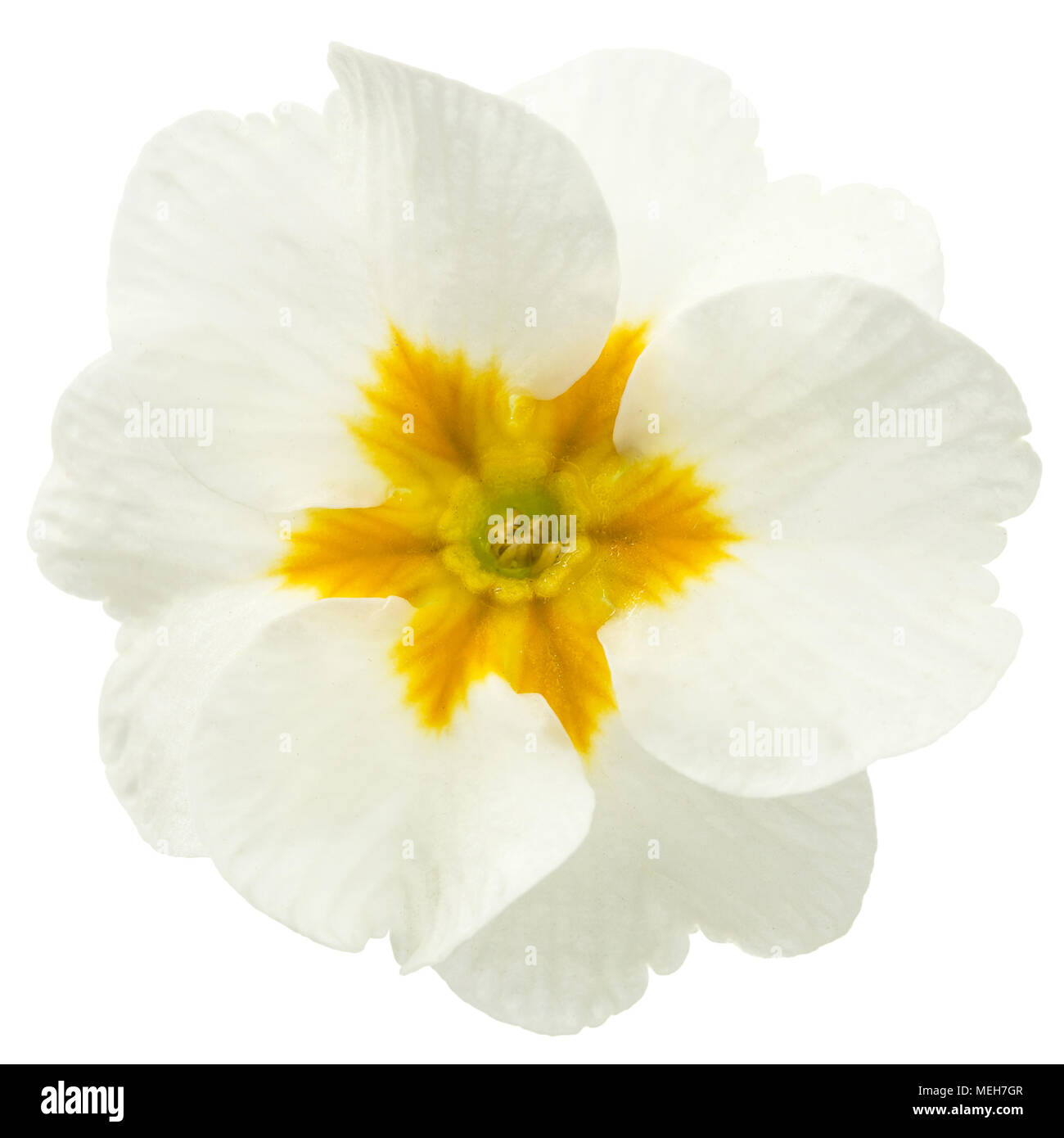 Flower of primrose close-up, isolated on white background Stock Photo ...