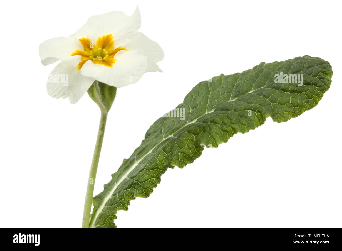 Flower of primrose, isolated on white background Stock Photo - Alamy