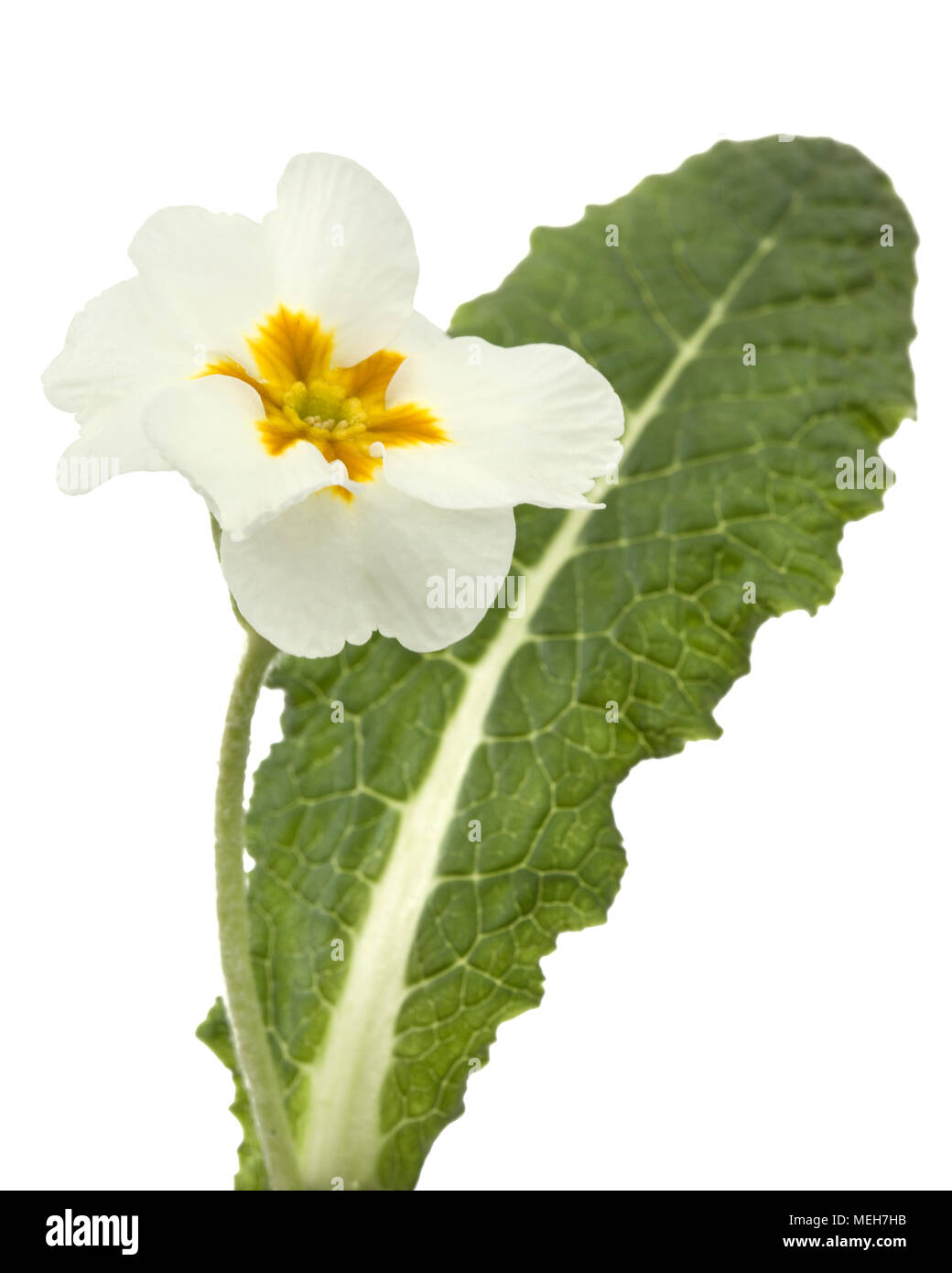 Flower of primrose, isolated on white background Stock Photo - Alamy