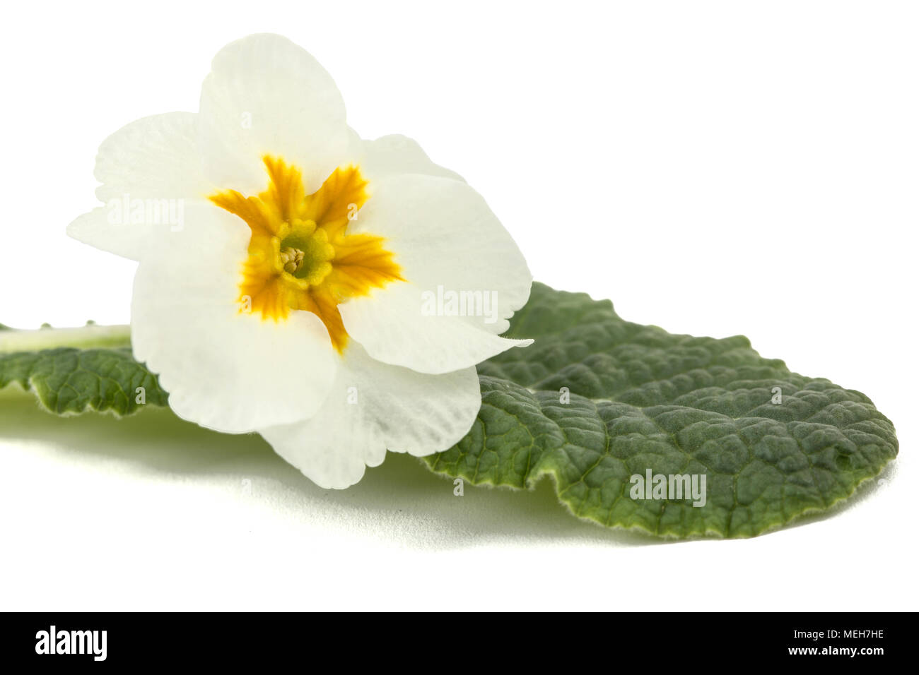 Flower of primrose, isolated on white background Stock Photo - Alamy